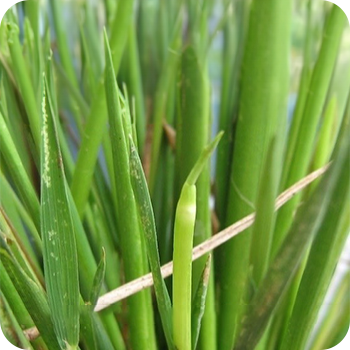 Paddy | Tropical Agro