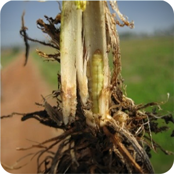 Paddy | Tropical Agro