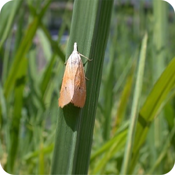 Paddy | Tropical Agro