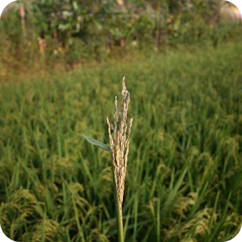 Paddy | Tropical Agro