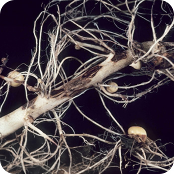 Potato | Tropical Agro