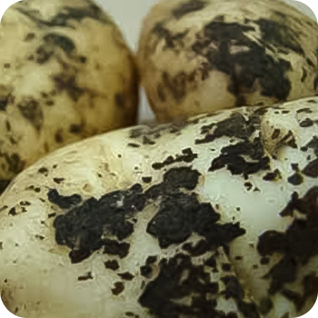Potato | Tropical Agro