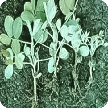 Groundnut | Tropical Agro