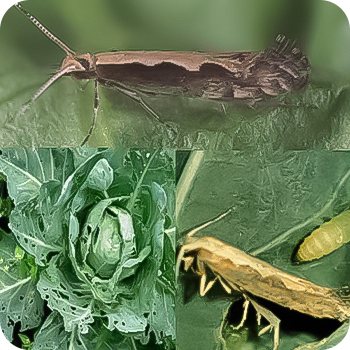 Cauliflower – Tropical Agro