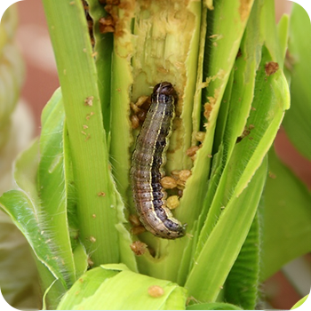 Maize | Tropical Agro