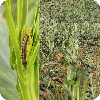 Maize | Tropical Agro