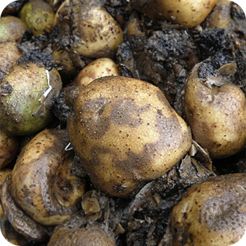 Potato | Tropical Agro