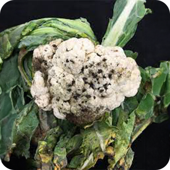 Cauliflower – Tropical Agro