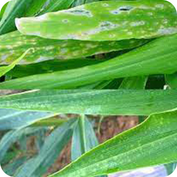 Ginger | Tropical Agro