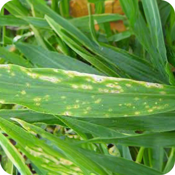 Ginger | Tropical Agro