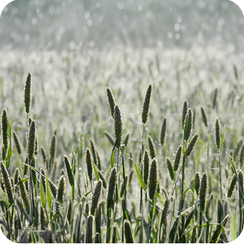 Wheat | Tropical Agro