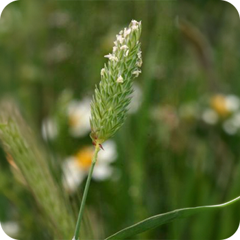 Wheat | Tropical Agro