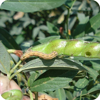 Red Gram | Tropical Agro