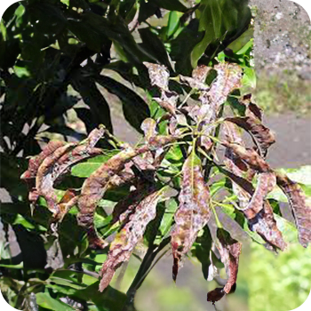 Mango | Tropical Agro