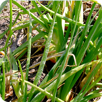 Onion | Tropical Agro