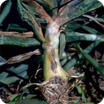 Onion | Tropical Agro