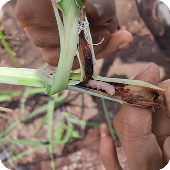 Sugarcane | Tropical Agro