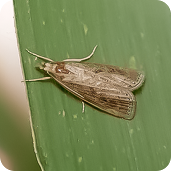 Sugarcane | Tropical Agro