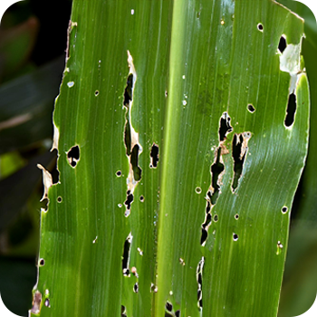 Maize | Tropical Agro