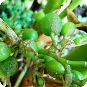 Cardamom | Tropical Agro