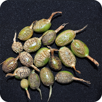 Cardamom | Tropical Agro