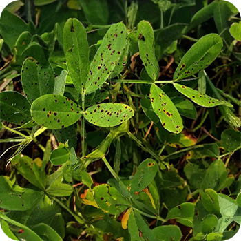 Groundnut | Tropical Agro