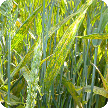 Wheat | Tropical Agro