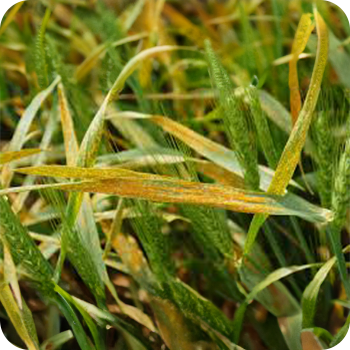 Wheat | Tropical Agro