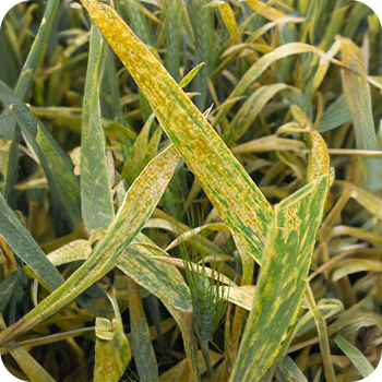Wheat | Tropical Agro