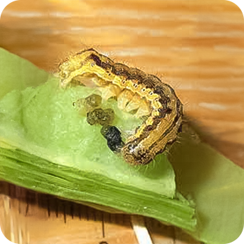 Bengal Gram | Tropical Agro