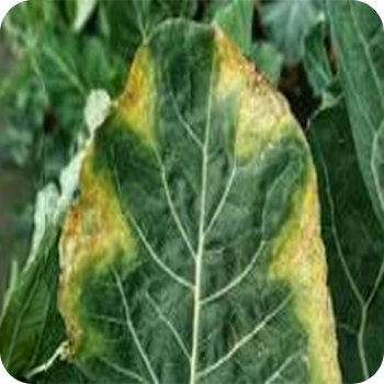Cauliflower – Tropical Agro