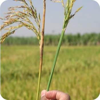Paddy | Tropical Agro