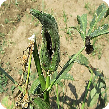 Okra | Tropical Agro