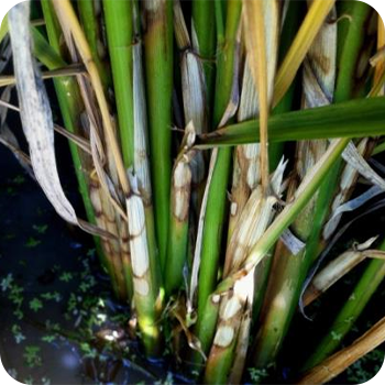 Paddy - Tropical Agro