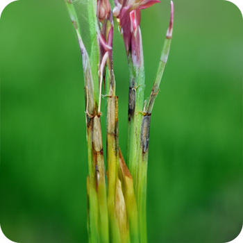 Paddy – Tropical Agro