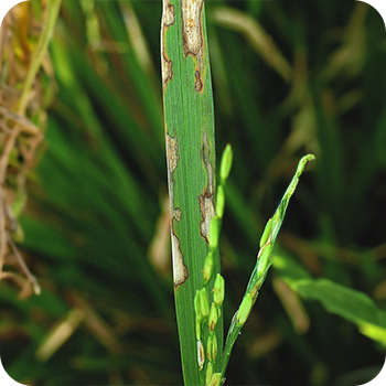 Paddy - Tropical Agro