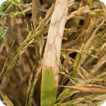 Paddy – Tropical Agro